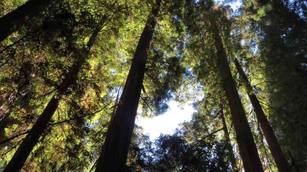 Canada: Forest degradation increases vulnerability to extreme floods ...