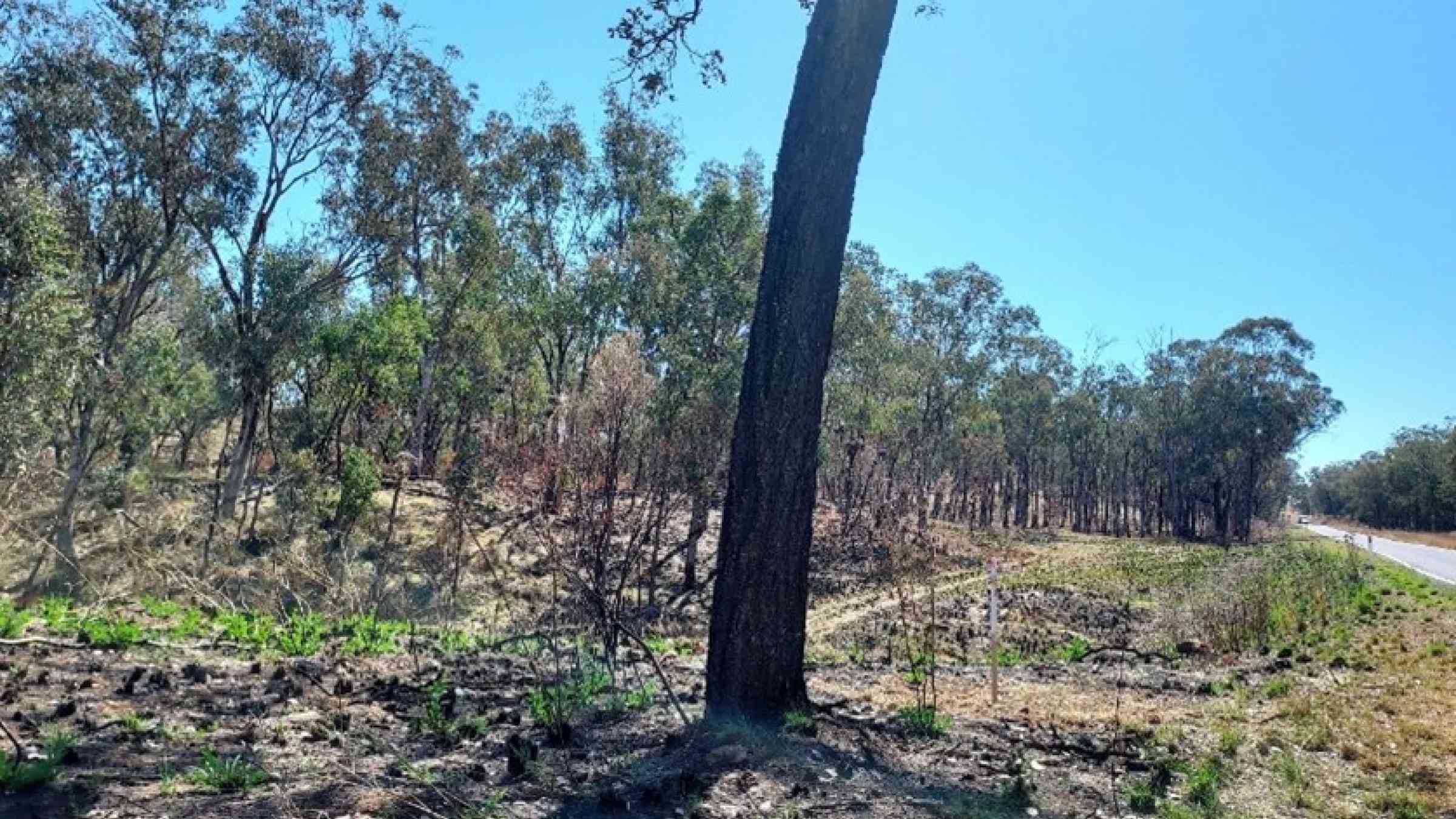 Australia: Firefighter safety concerns in south eastern forests ...